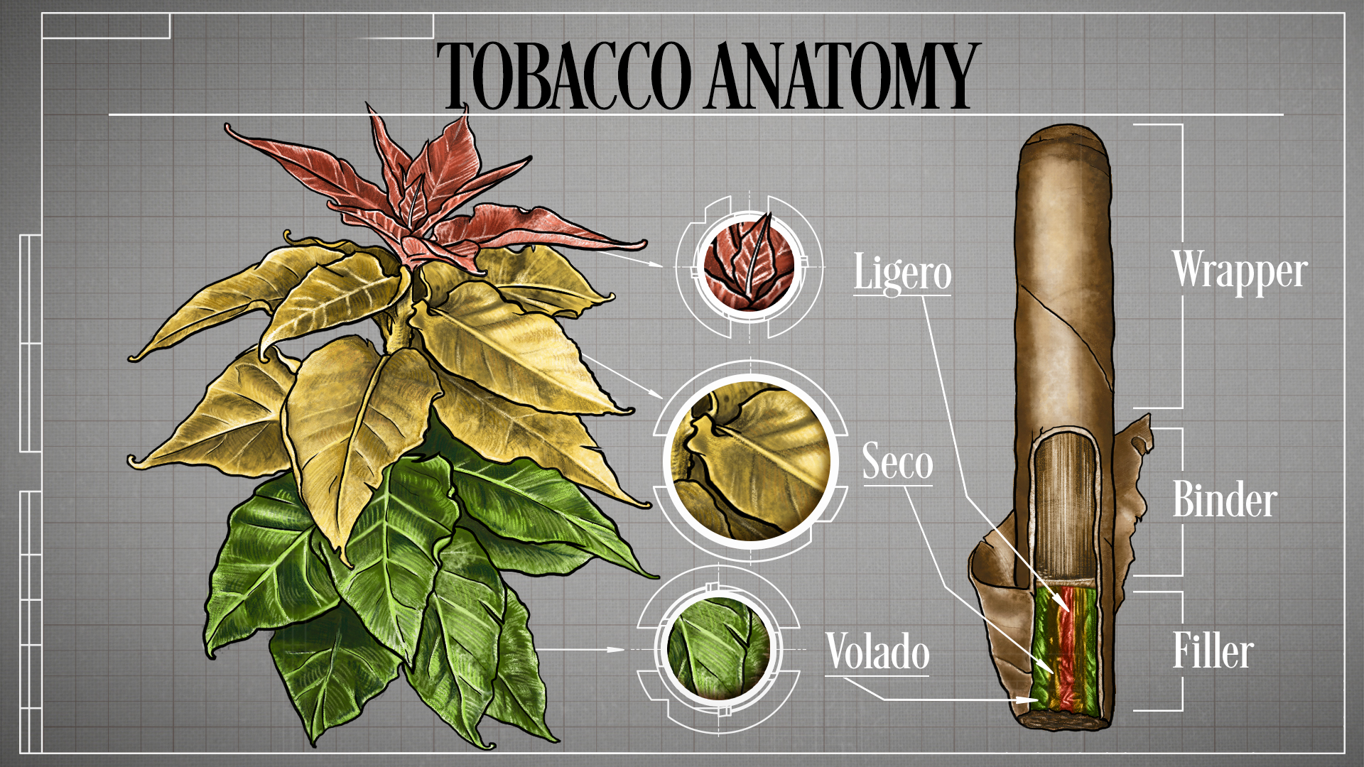 Cultivating Culture: How Indigenous Tobacco Industry is Thriving in ...