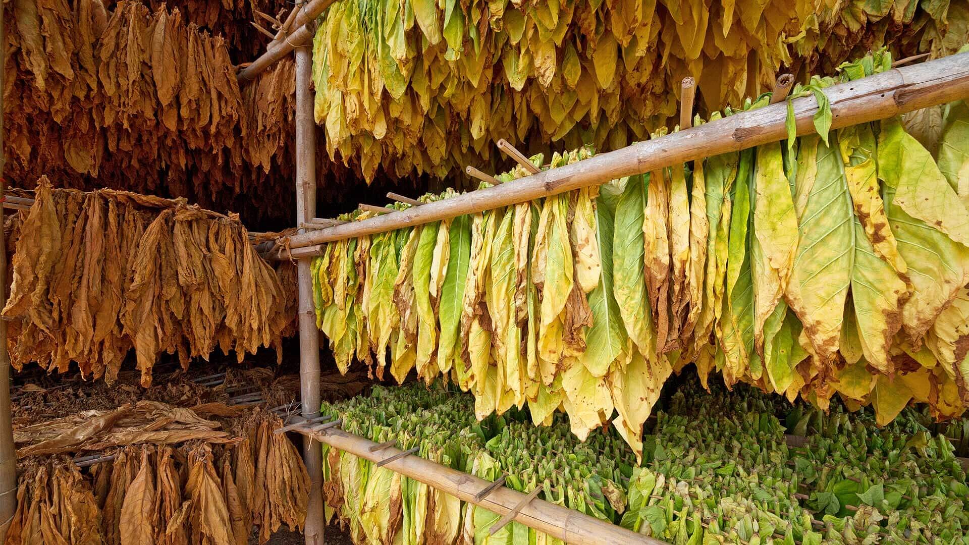 How Tobacco is Made: From Farm to Cigarette - Native Smokes Canada