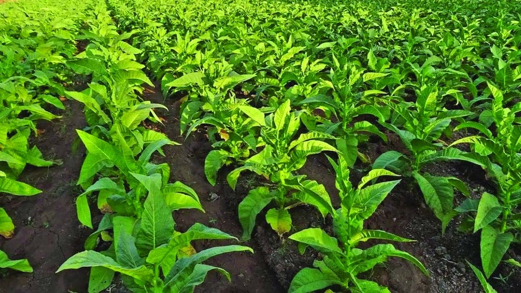 Uses of Tobacco Plants