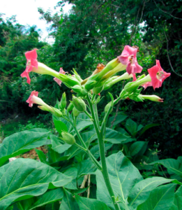 b. Nicotiana rustica (Wild Tobacco):